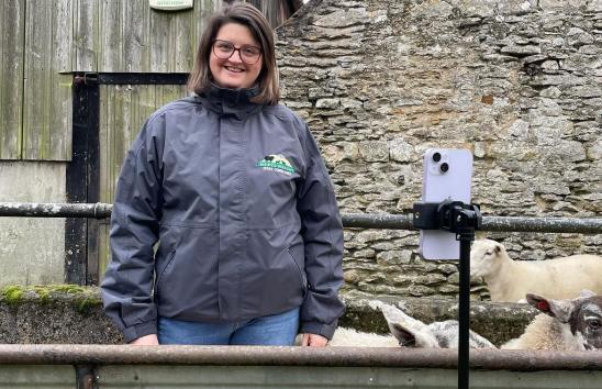 Sheep | Farming Connect